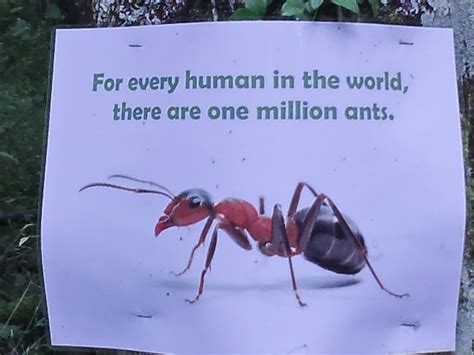Interesting Facts About Insects
