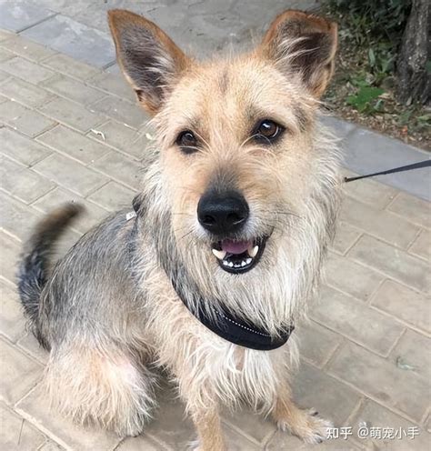 为什么不能养串串狗？原因有6点，不是误导，而是教训和经验 知乎