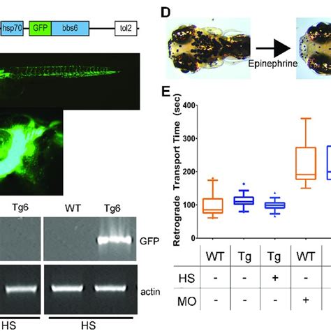 Generation Of Inducible Transgenic Zebrafish Expressing Gfp Tagged