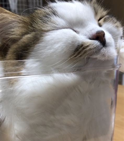 なごみ処 あずきち こむぎ on Twitter 可愛らしい時もあるんだが 目の前でしゃくれこむ様が爆睡しておられる ねこのいる暮らし ねこ CatsOfTwitter