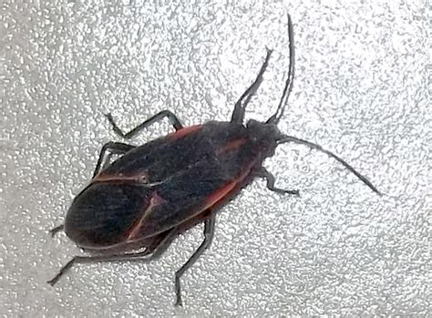 Red Shouldered Bug Whats That Bug