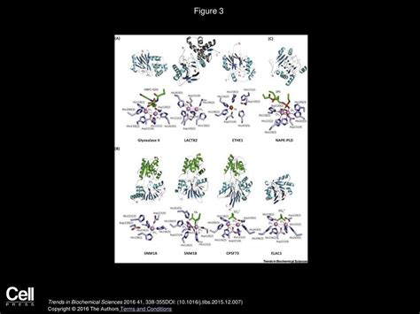 The Chemical Biology Of Human Metallo β Lactamase Fold Proteins Ppt