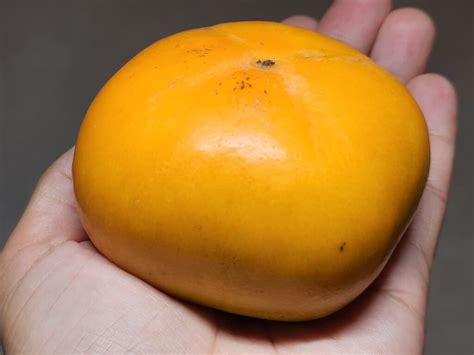 まずい柿を避ける選び方や農家直送で取り寄せる方法【八百屋が伝授】 やさいのトリセツ