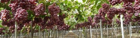 پرورش انگور در انواع خاک ها نهالستان رویال نهال