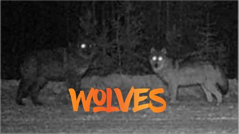 Canadian Wolves On Trail Camera Youtube