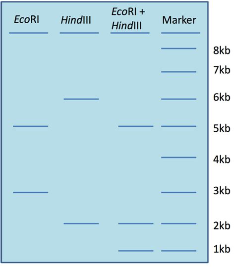 Solved How Do I Make A Restriction Map From An Image Like