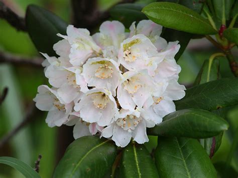 福島県とその周辺の花めぐり－ネモトシャクナゲ