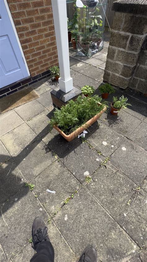 New Veggie Gardener Rvegetablegardening