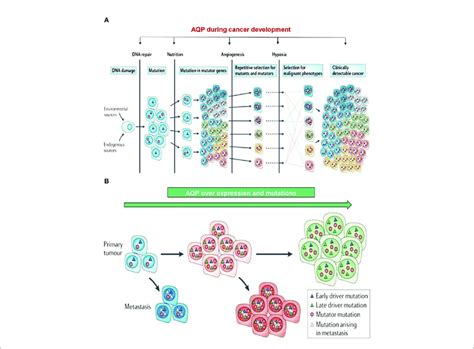 Development Toward Tumor Growth And Cancer Metastasis A Although Download Scientific
