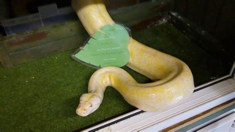 Burmese Python Adoption
