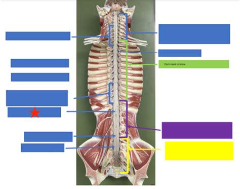 Spinal Cord And Spinal Nerves Flashcards Quizlet