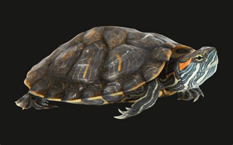 Unveiling The Mysteries Of Turtle Symbolism Spiritual Animals