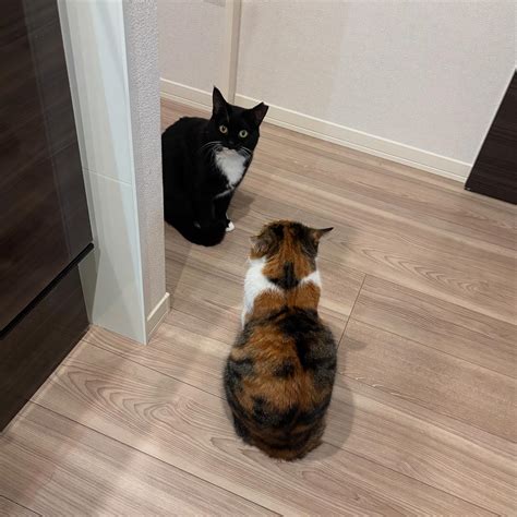 猫ですけどなにか？ おりと寝る ほたて君 Instagram