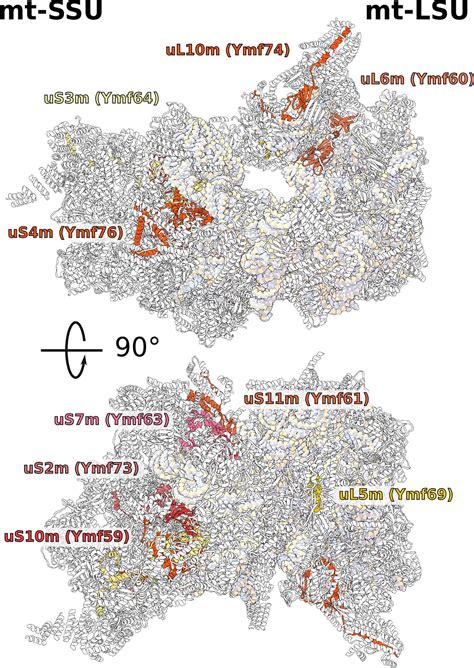 figures and data in ciliate mitoribosome illuminates evolutionary steps