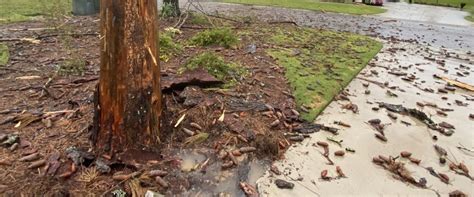 The Art Of Tree Relocation Why Professional Tree Removal And