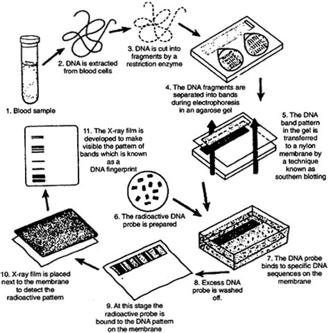 Dna Fingerprinting Process Diagram Schematic Representation