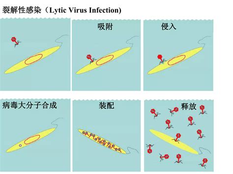 Part 7 Microbial Loop And Virusppt