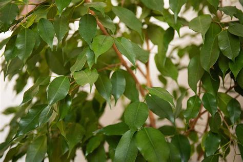 When And How To Prune Ficus Trees Gardeners Path