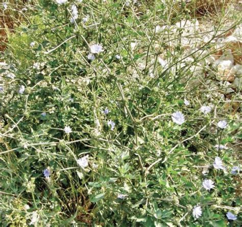 هندباء برية Cichorium Intybus L يتمتع النبات بخواص خافضة للضغط