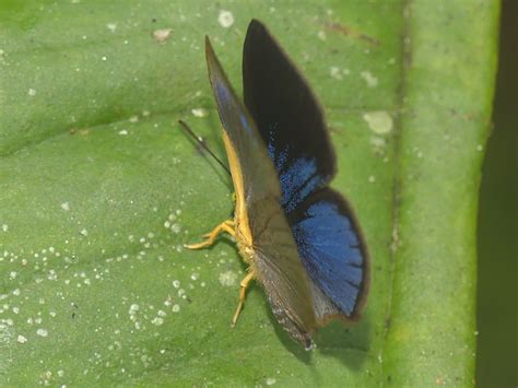 Butterflies Of Cusco