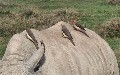 Wildlife Conservation Red Billed Oxpecker Kariega