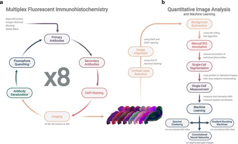 Workflow Of Cyclic Multiplex Fluorescent Immunohistochemistry And