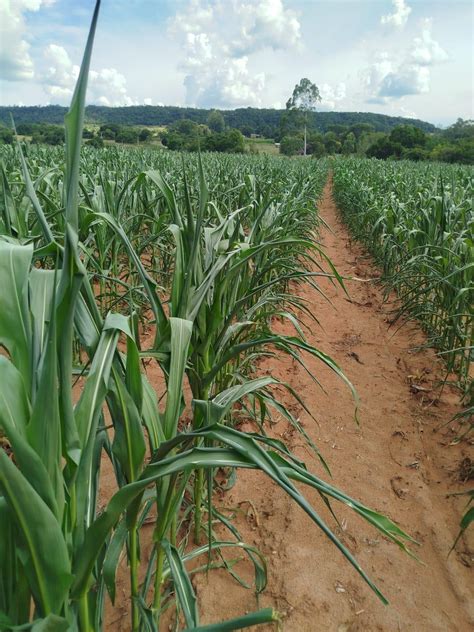 Vale Verde Prepara Decreto De Emergência Devido à Estiagem Gazeta Popular