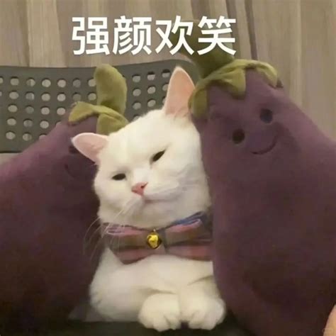 每日表情包分享੭ᐕ੭⁾⁾