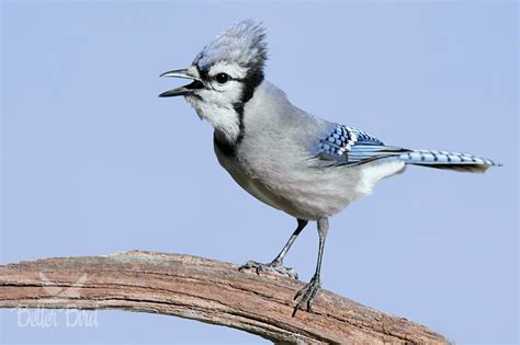 Male And Female Blue Jays