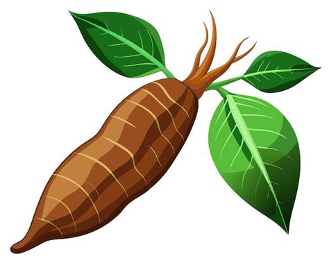 Cassava Vector Illustration Isolated In White Background Premium Ai