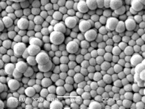Sample 1 Sem Image Magnification 20000x Download Scientific Diagram