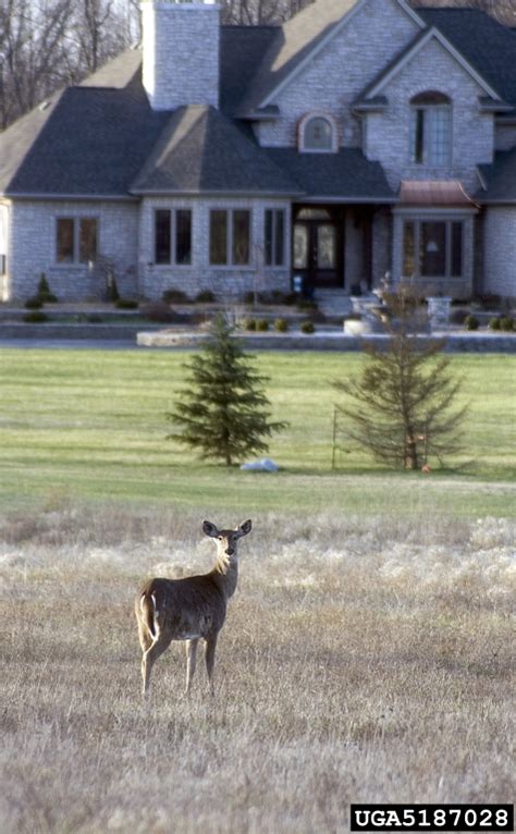 Deer Got Pests Board Of Pesticides Control Maine Dacf