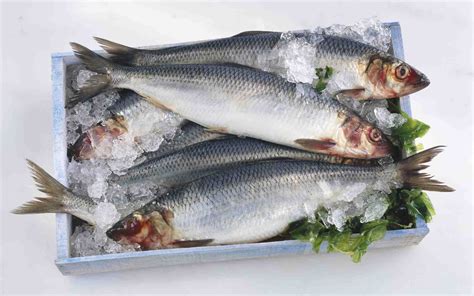 Top 8 Fish For Omega 3 Fatty Acids