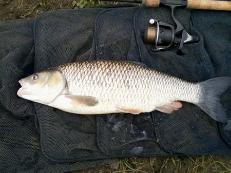 Chub On The Acolyte Plus 12ft Feeder Drennan International