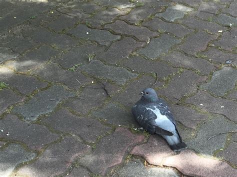 鳩もばて気味 kosukety blog