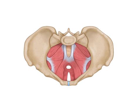 Kegels And The Pelvic Floor Vibrant Living Naturopathic And Wellness