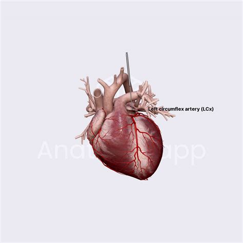 Coronary Arteries Arterial Blood Supply Of Heart Anatomyapp