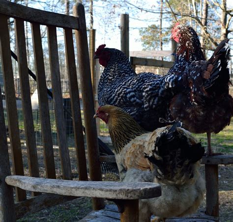 Meyer Hatchery Chicken Pics Anyone Page BackYard Chickens Learn How To Raise Chickens