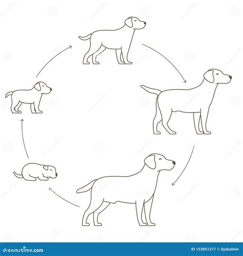 Etapas Redondas Del Sistema Del Crecimiento Del Perro De Perrito Al