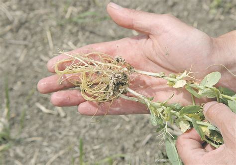Plant Roots Use Hydro Signalling To Sense Water The Western Producer