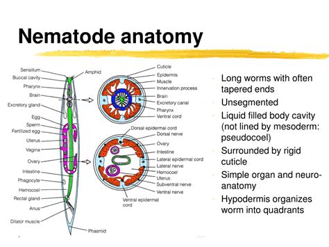 Ppt Nematodes Powerpoint Presentation Free Download Id 9307253
