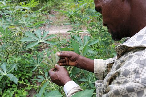 Revolutionary Mobile App For Monitoring Crop Pests And Diseases