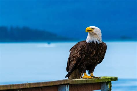Різноманітність тварин у природі Тест з предмету Я у світі На Урок