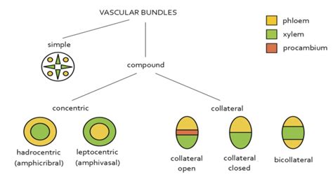 Vascular Bundles Definition Structure Types Functions Biology Notes Online