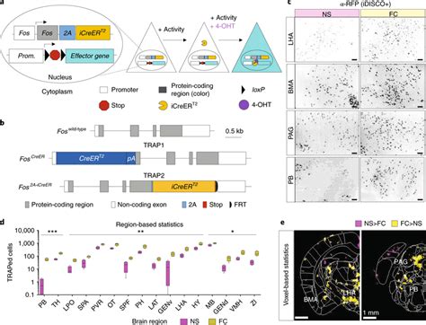 Brain Wide Screen Of Prelimbic Cortex Inputs Reveals A 58 Off