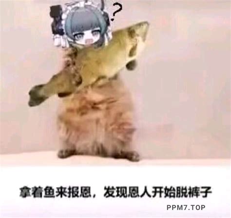 柴郡大猪咪表情包 哔哩哔哩
