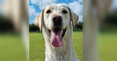 Dog Used To Investigate Sexual Abuse As New Police Tactic Pays Off