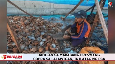 Cocoteros Sa Sorsogon Umaaray Sa Murang Presyohan Ng Copra PCA