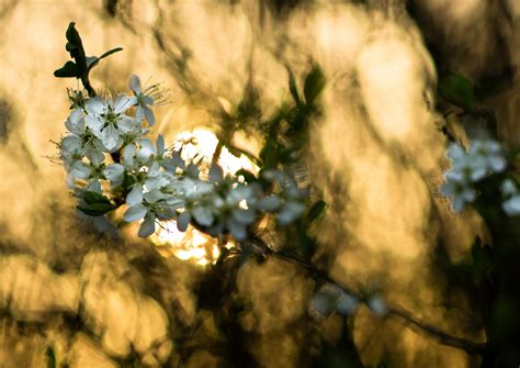 배경 화면 햇빛 자연 반사 분기 녹색 태양 소니 꽃 보케 크림 봄 르네상스 나무 가을 잎 시즌 플로라 자이스 솔레 일 백합 알파