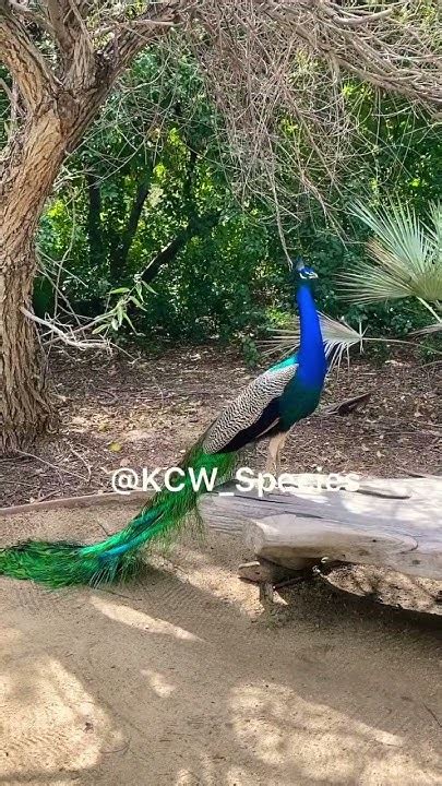 Beautiful Peacock Sounds 🦚😘🥰 Shorts Youtube